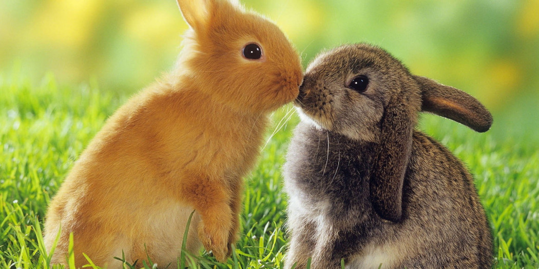 Fonds d'écran Lapin - MaximumWallHD