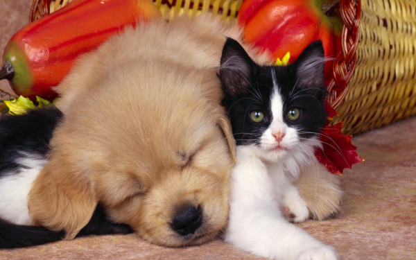 Fonds d'écran Animaux Mignons - MaximumWallHD