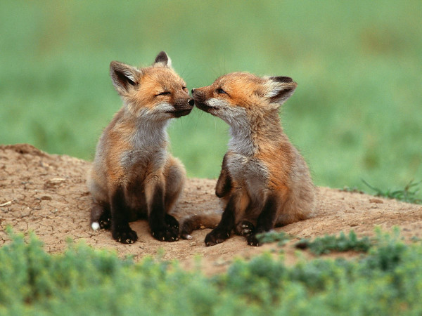 Fonds d'écran Animaux Mignons - MaximumWallHD