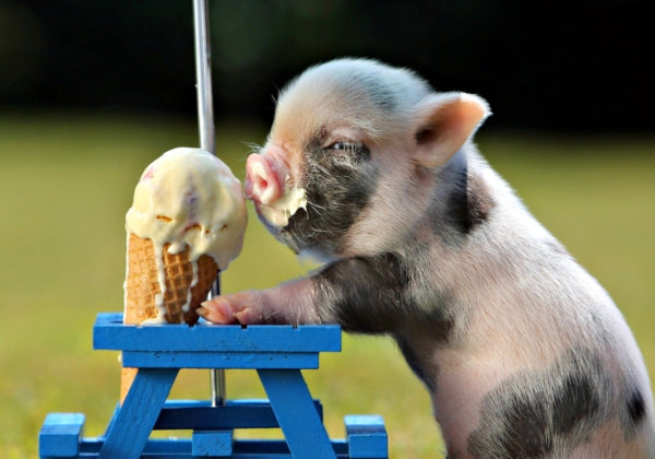 Wallpapers Animaux En Été - MaximumWallHD