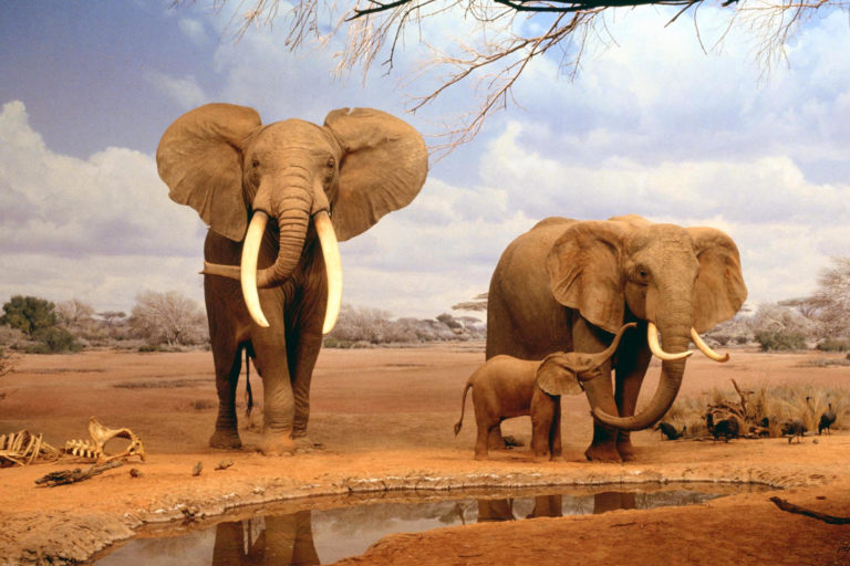 Wallpapers Animaux En Été - MaximumWallHD