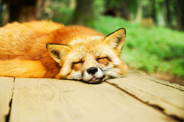 Wallpapers Animaux En Été - MaximumWallHD