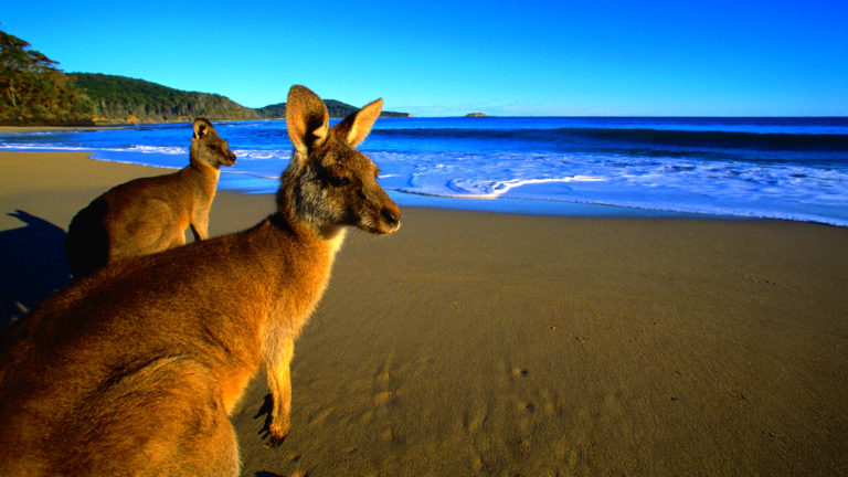 Wallpapers Animaux En Été - MaximumWallHD