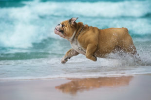 Wallpapers Animaux En Été - MaximumWallHD
