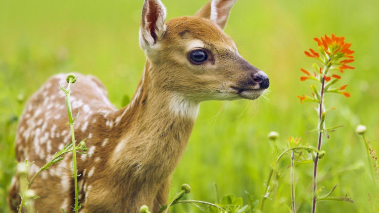 Wallpapers Animaux En Été - MaximumWallHD